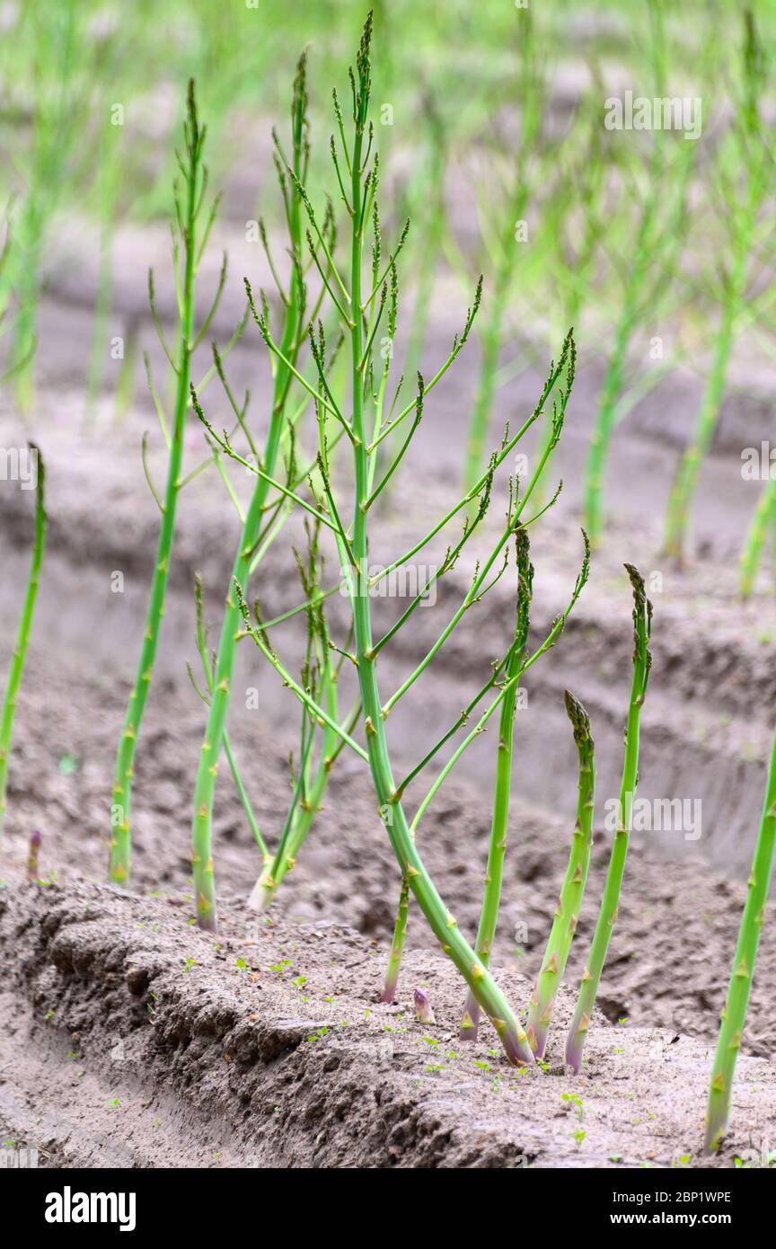 Asparagus Plant Life Cycle
