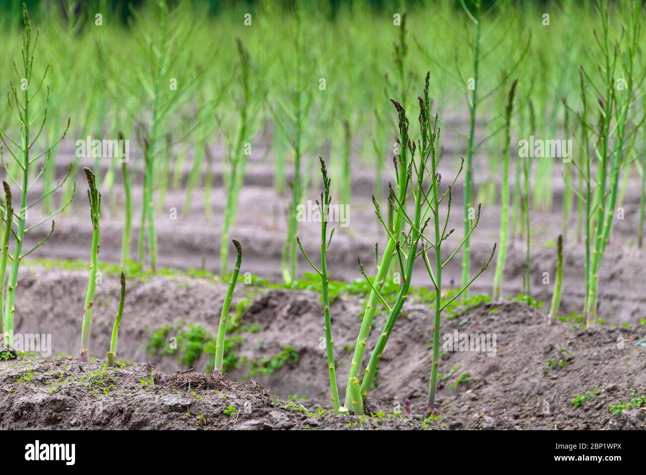 Asparagus Plant Life Cycle