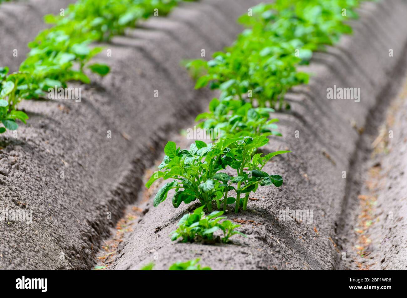 Young potato plants growing in rows on farm field in springtime Stock ...