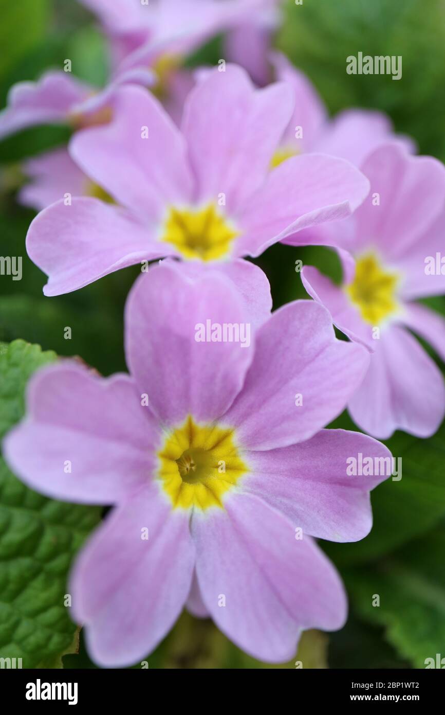 Beauty i hi-res stock photography and images - Alamy