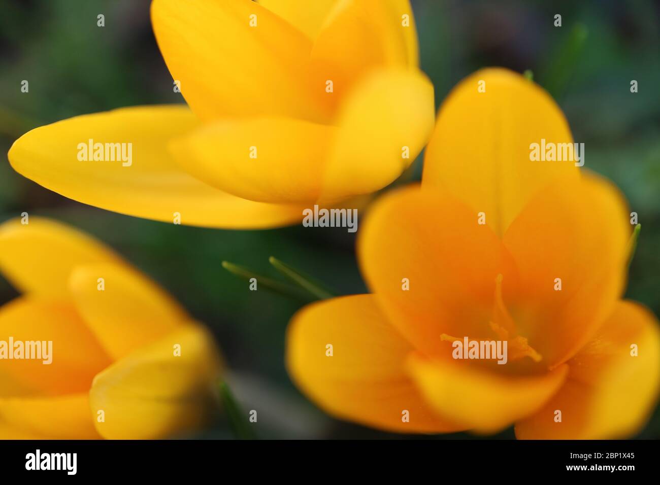 Yellow Crocuses with soft petals and stamens in the garden,yellow ...
