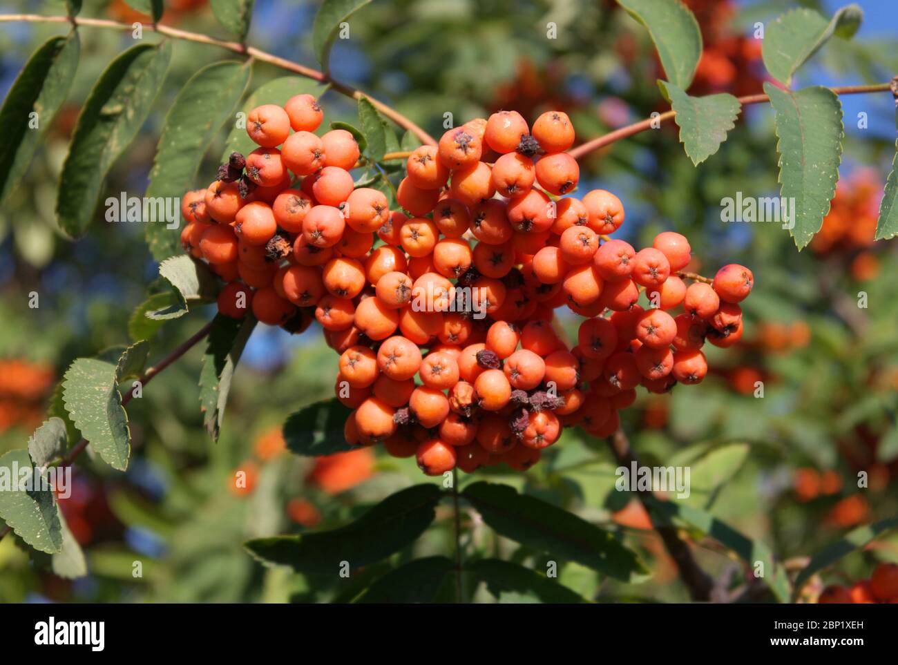 ashberry at dry sunny day Stock Photo - Alamy