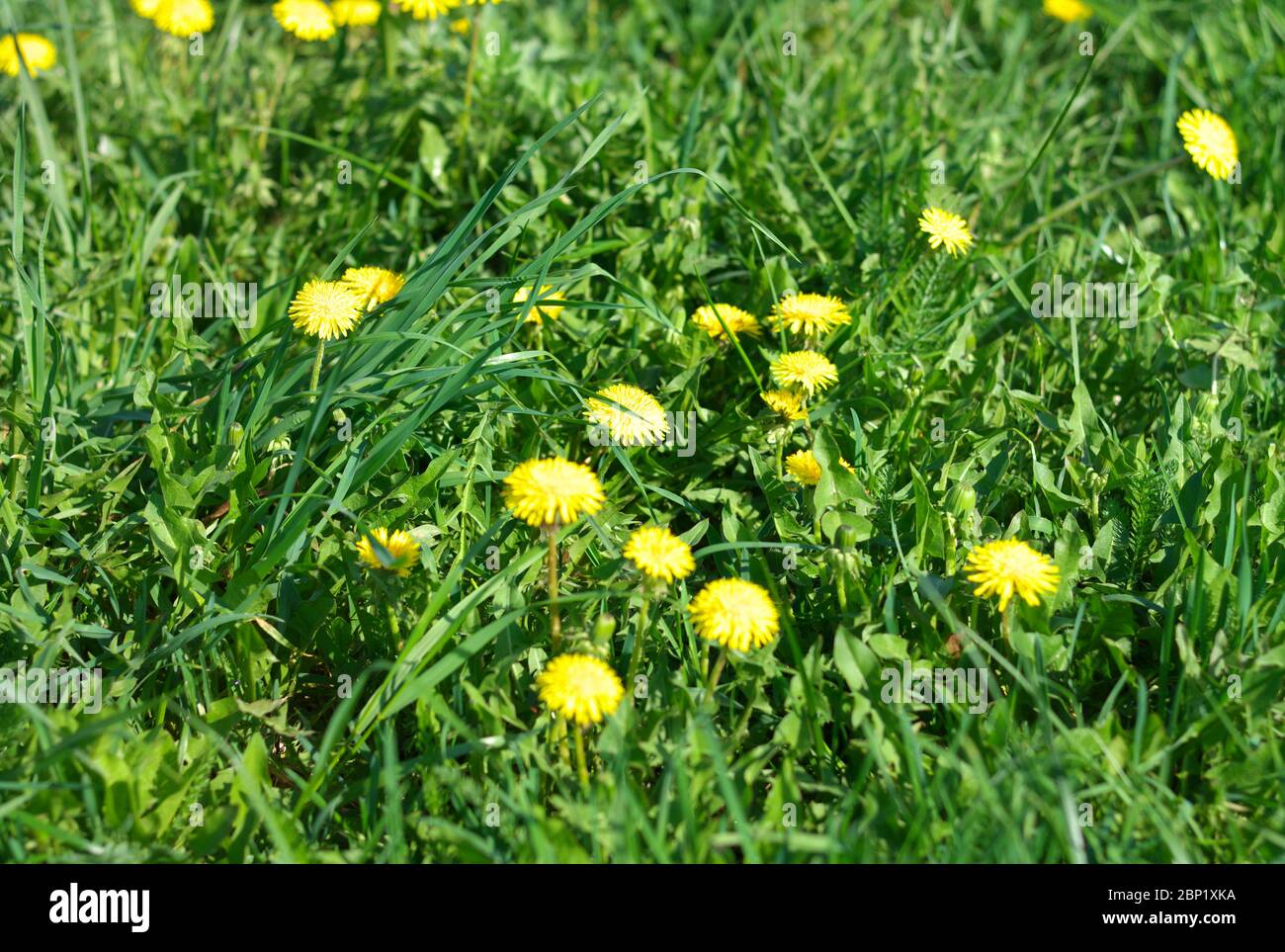 Dandelion at Spring Stock Photo - Alamy
