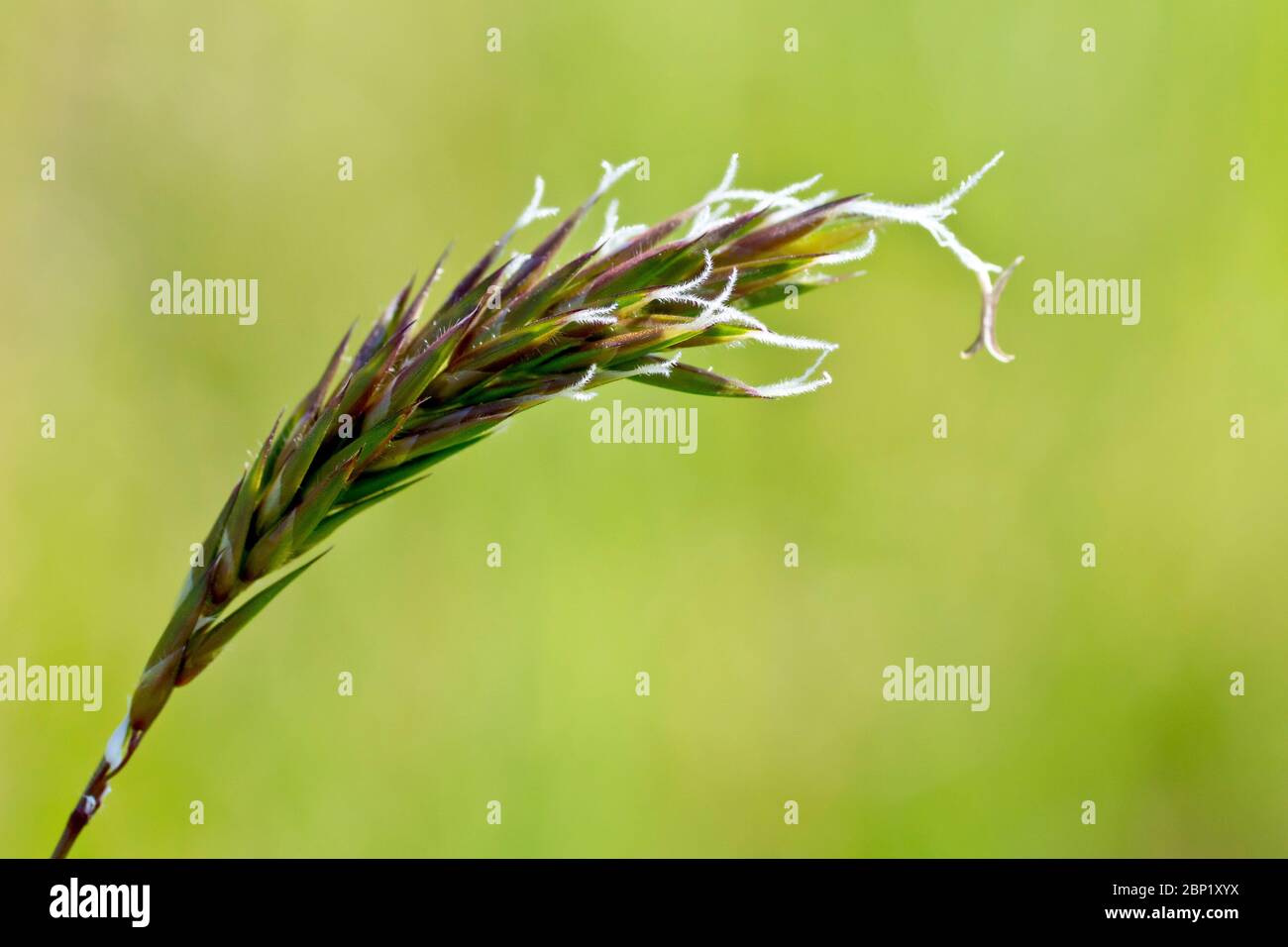 Sweet vernal grass hi-res stock photography and images - Alamy