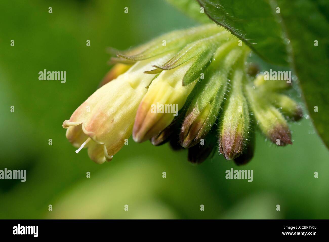 Symphytum tuberosum hi-res stock photography and images - Alamy