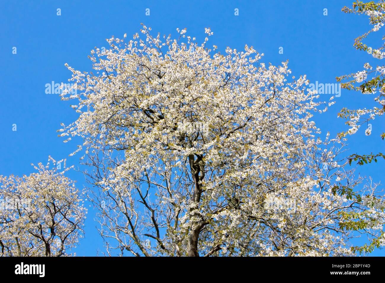 Blue cherry blossom trees hi-res stock photography and images - Alamy