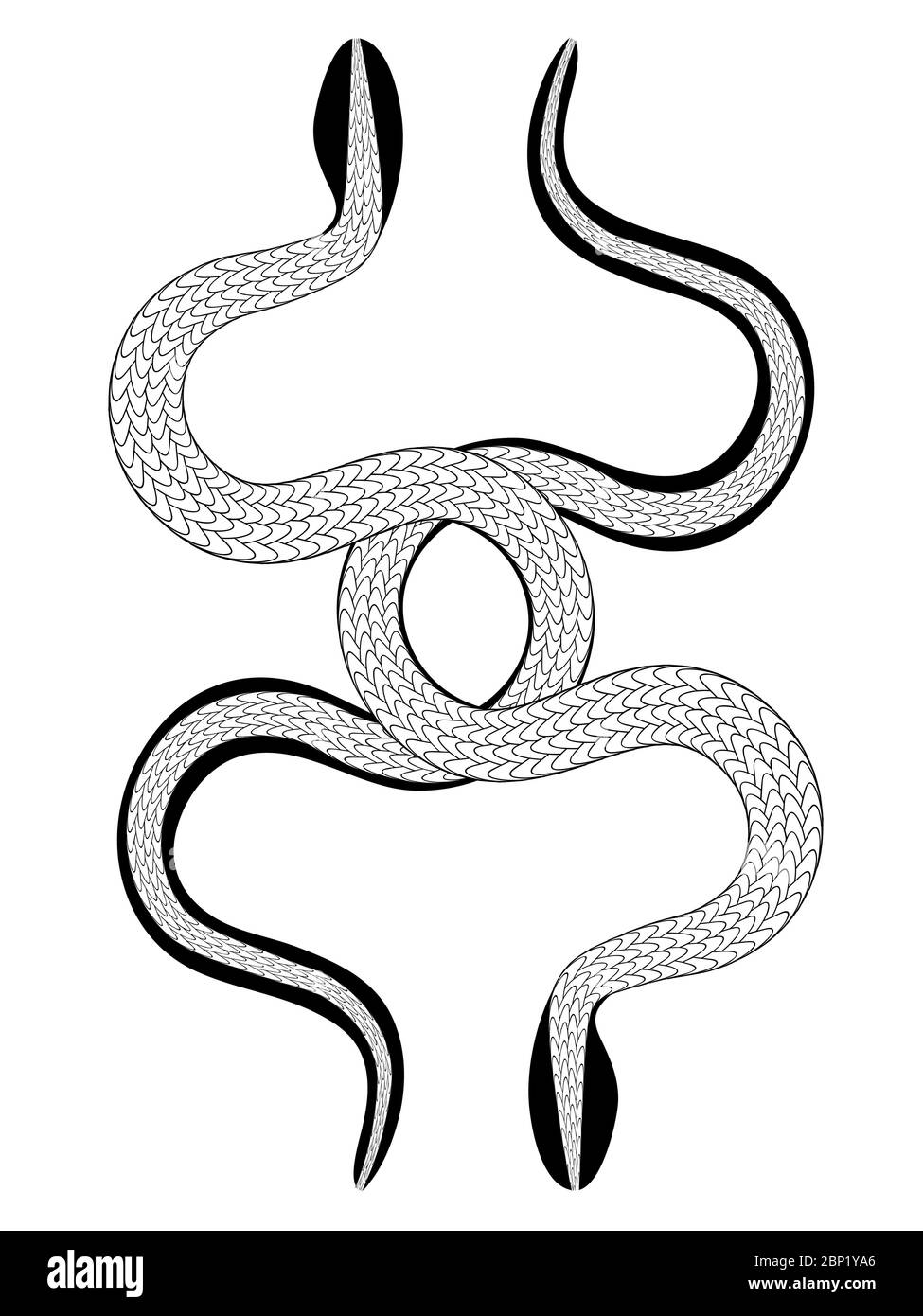 Two entwined snakes Stock Vector Images - Alamy