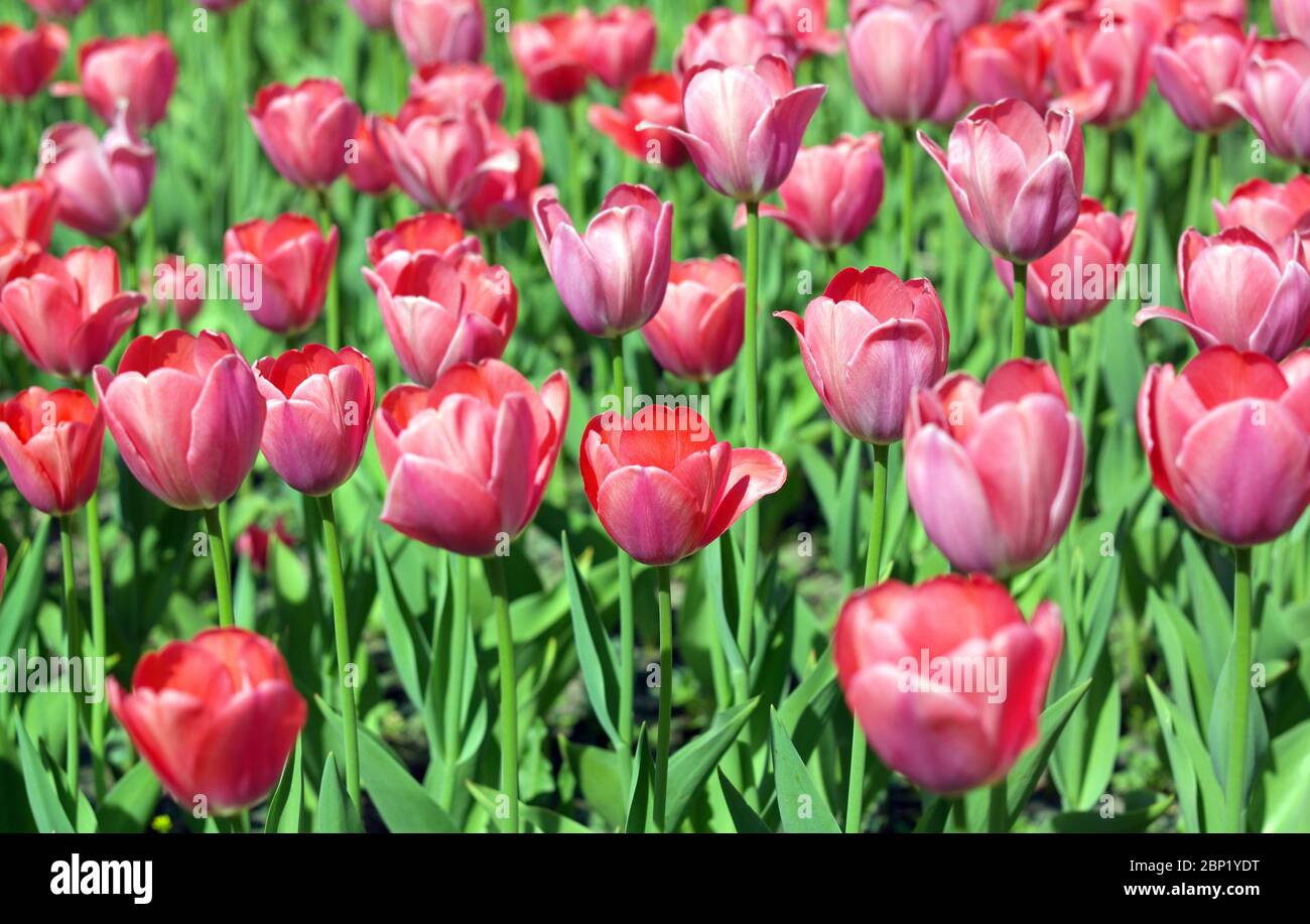 Red Tulip at Spring Stock Photo - Alamy