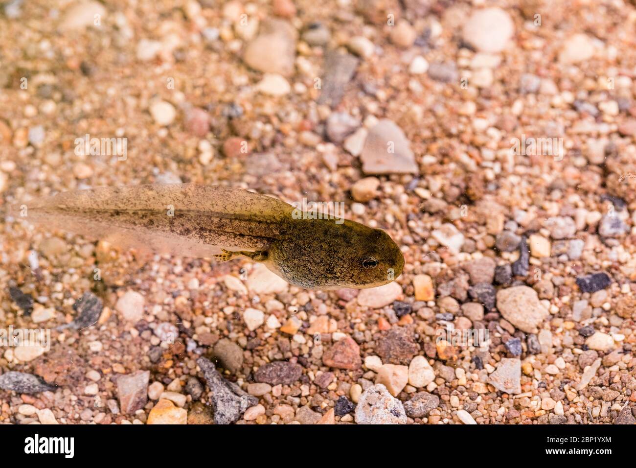 Common frog tadpole with hind legs. Close up Stock Photo - Alamy