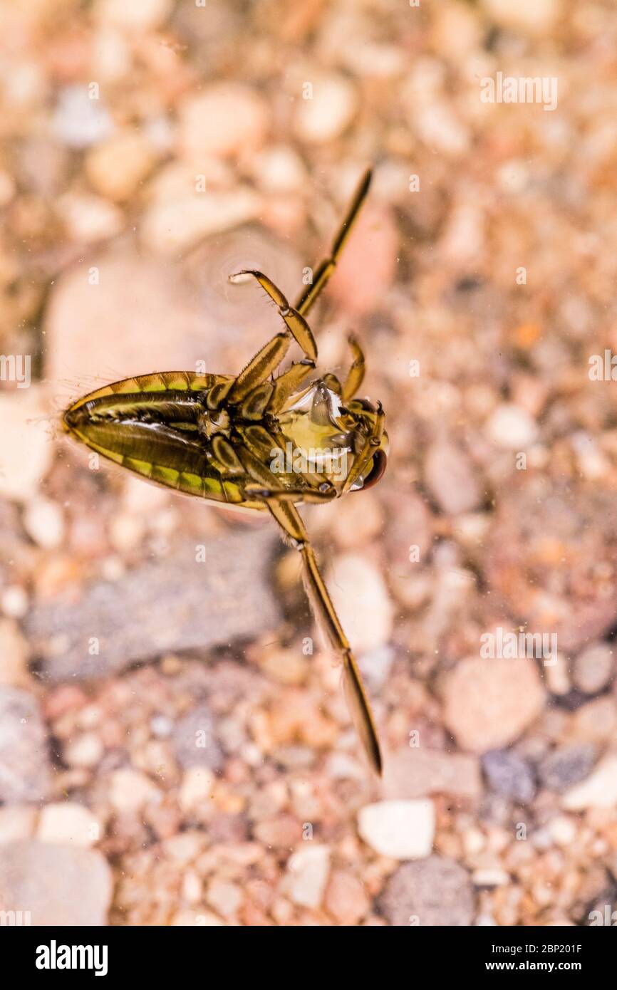 Lesser water-boatman beetle photographed in a controlled setting Stock ...