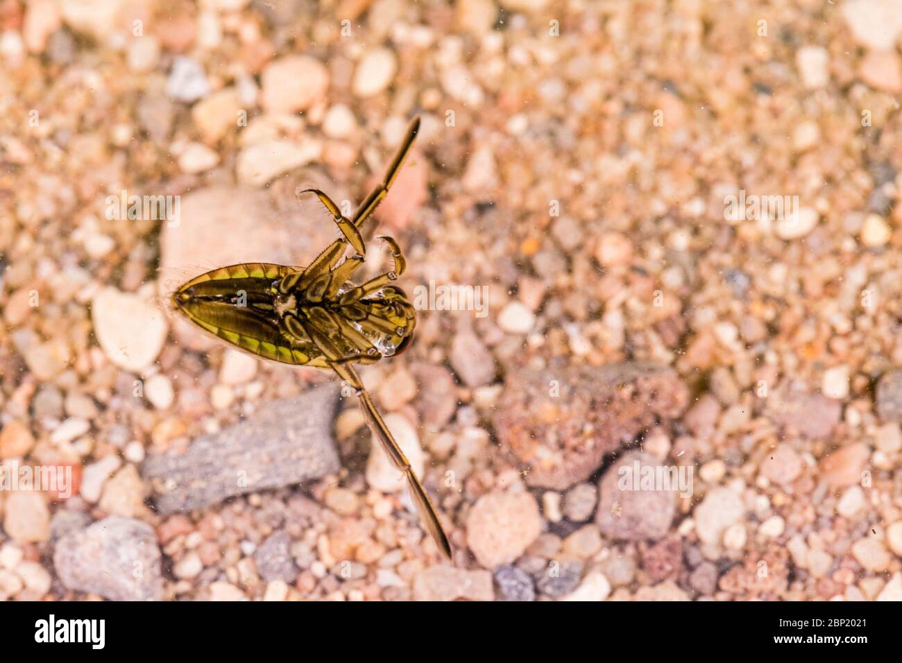 Lesser water-boatman beetle photographed in a controlled setting Stock ...