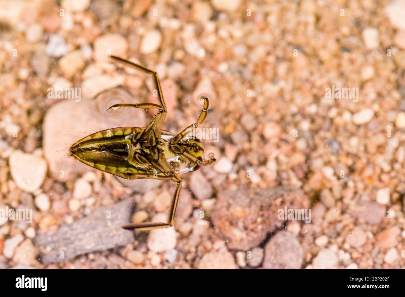 Lesser water-boatman beetle photographed in a controlled setting Stock ...