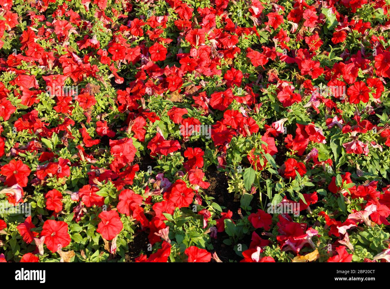 red little flowers Stock Photo - Alamy