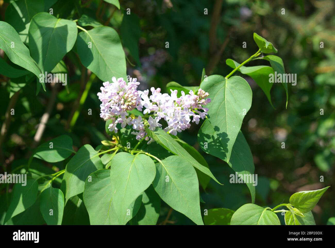 Lilac at Spring Stock Photo - Alamy