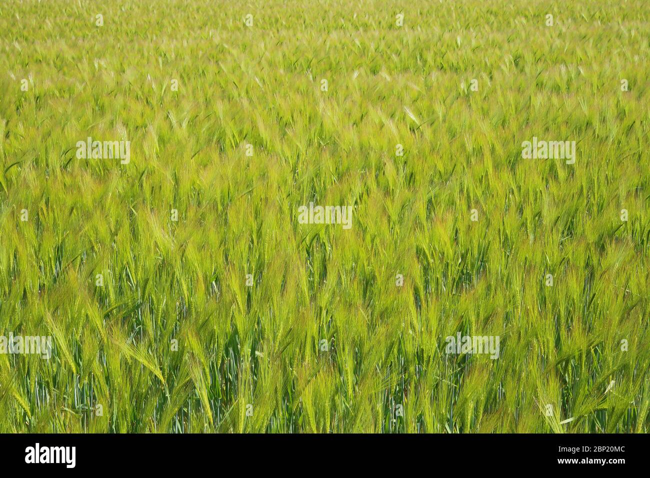 Oat heads hi-res stock photography and images - Alamy