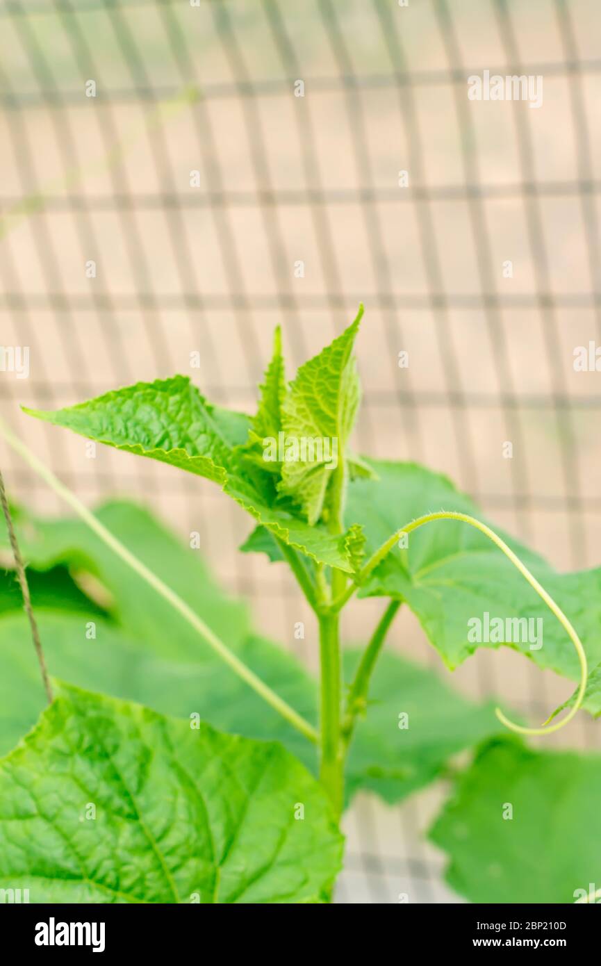 growing cucumbers in greenhouse Stock Photo - Alamy