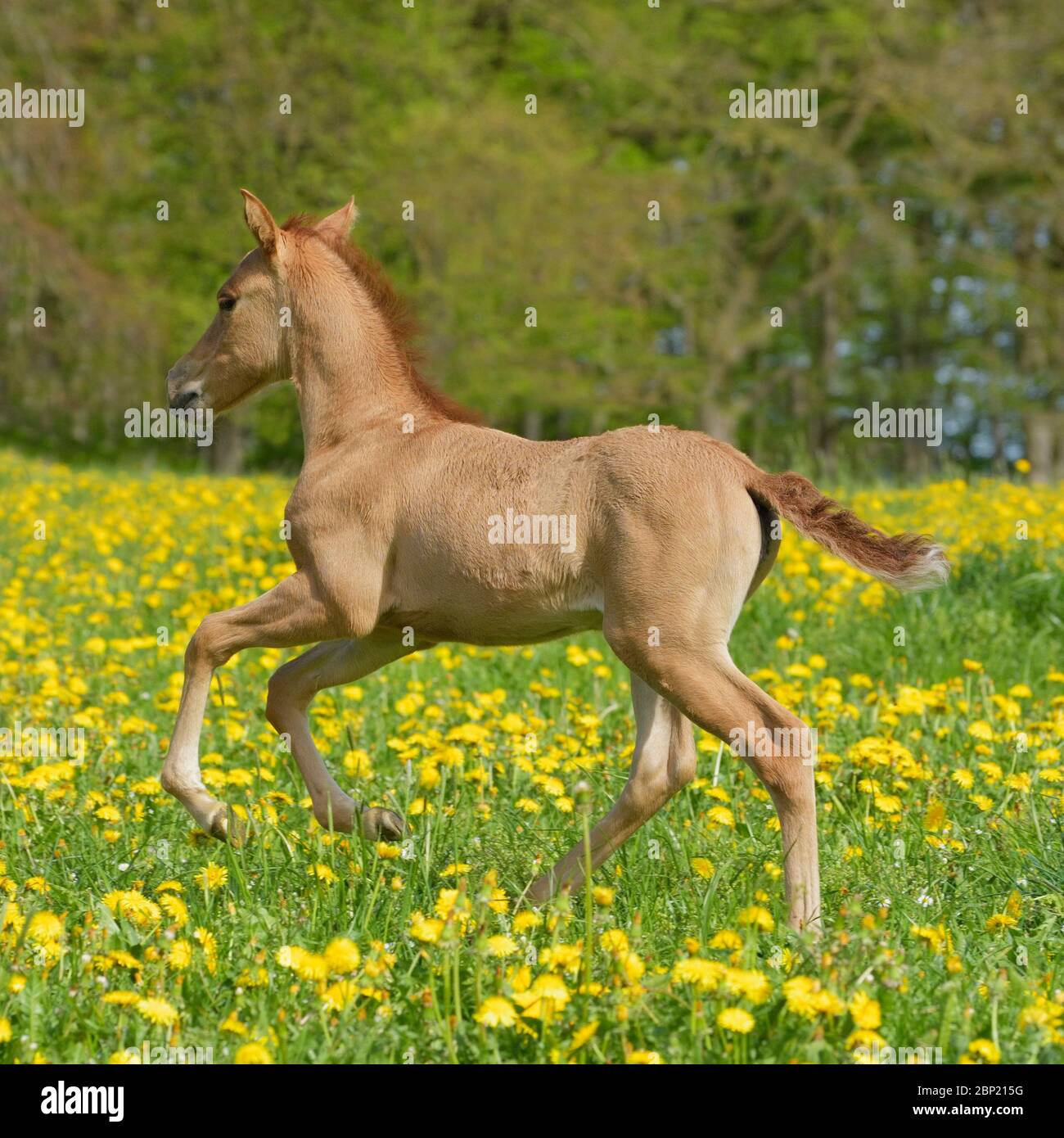 Horse spring hi-res stock photography and images - Alamy