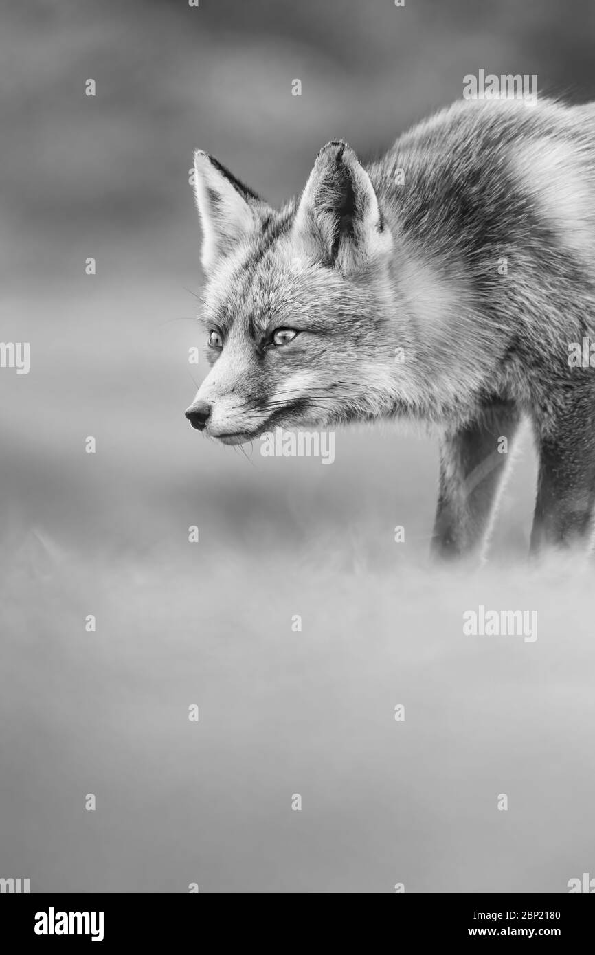Zandvoort, Holland, Amsterdam Coast a European Red Fox out hunting ...