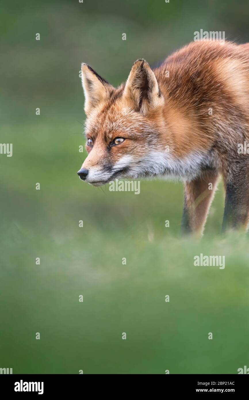 Zandvoort, Holland, Amsterdam Coast a European Red Fox out hunting ...