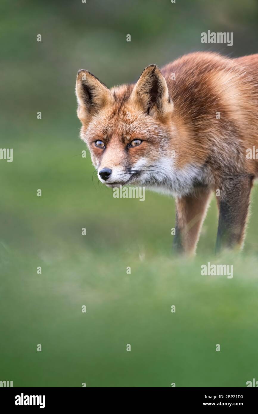 Zandvoort, Holland, Amsterdam Coast a European Red Fox out hunting ...