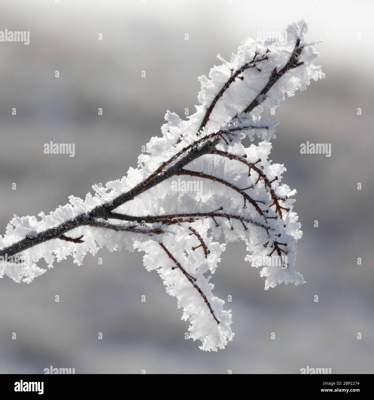A small branch covered in frost Stock Photo - Alamy