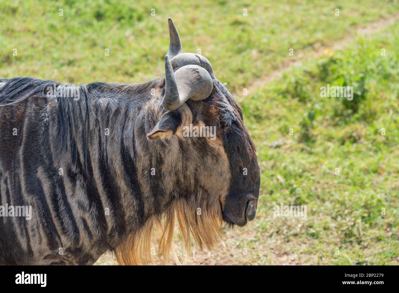 Wildebeest or Gnu close up at the Norongoro Conservation Centre, Crater Stock Photo - Alamy