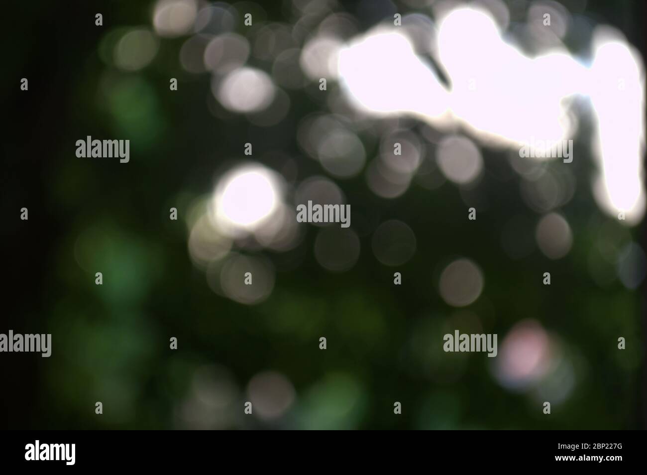 Green bokeh out of focus background from nature forest Stock Photo - Alamy