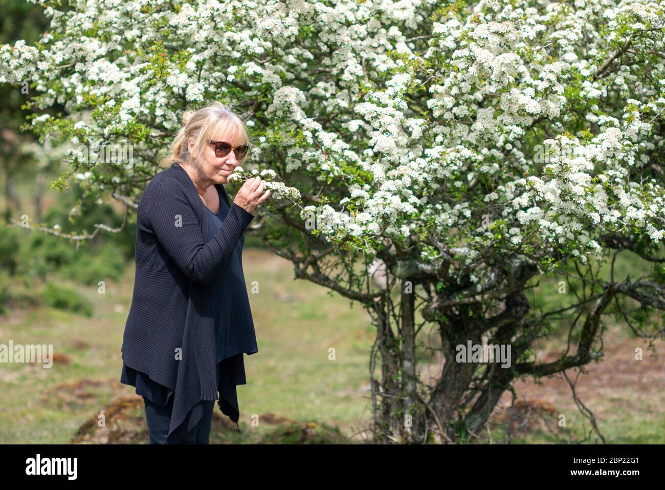 White sylvestris hi-res stock photography and images - Alamy