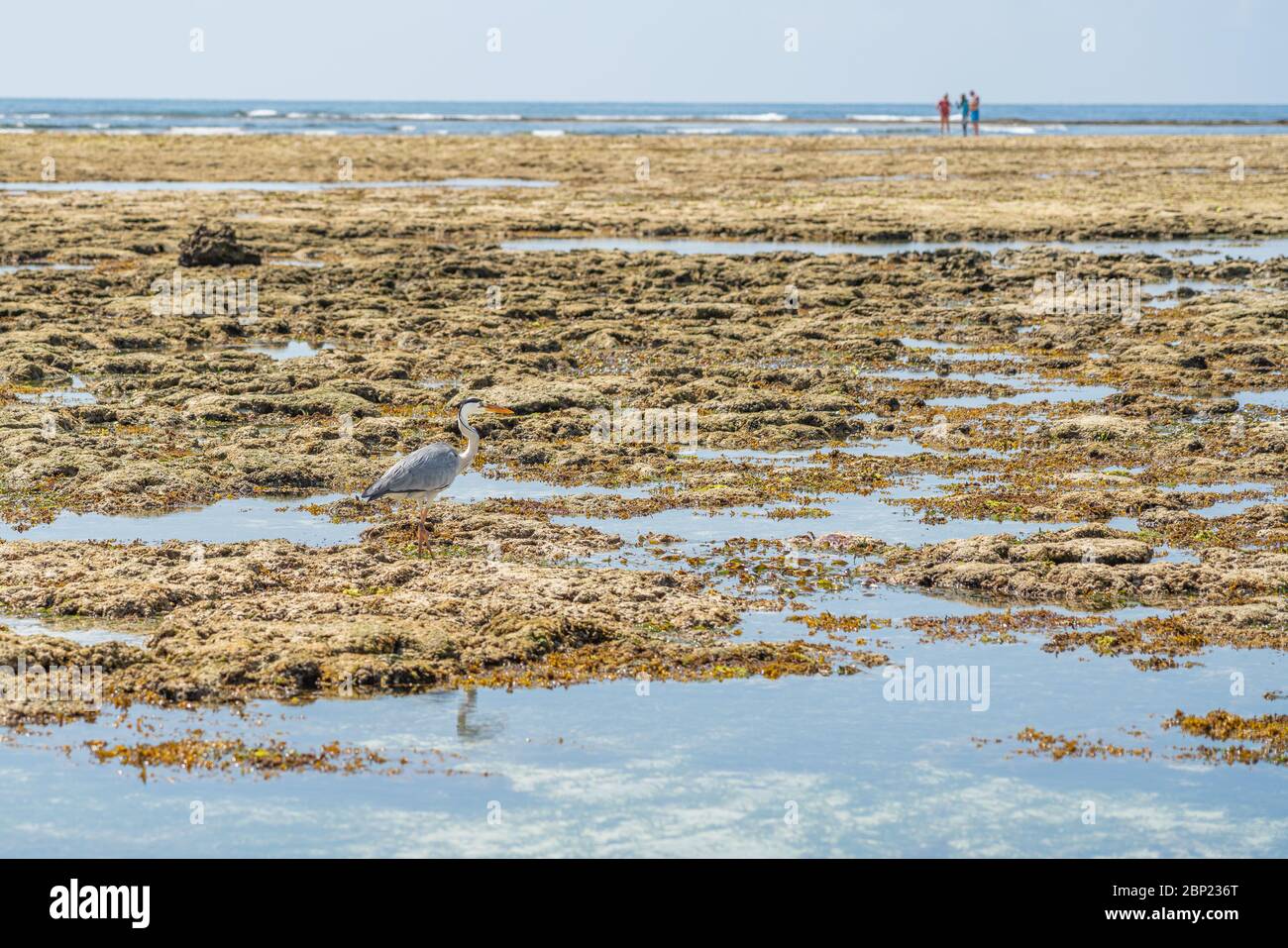 Grey heron in Diani Beach at the reef hunting fish, Kenya Stock Photo ...
