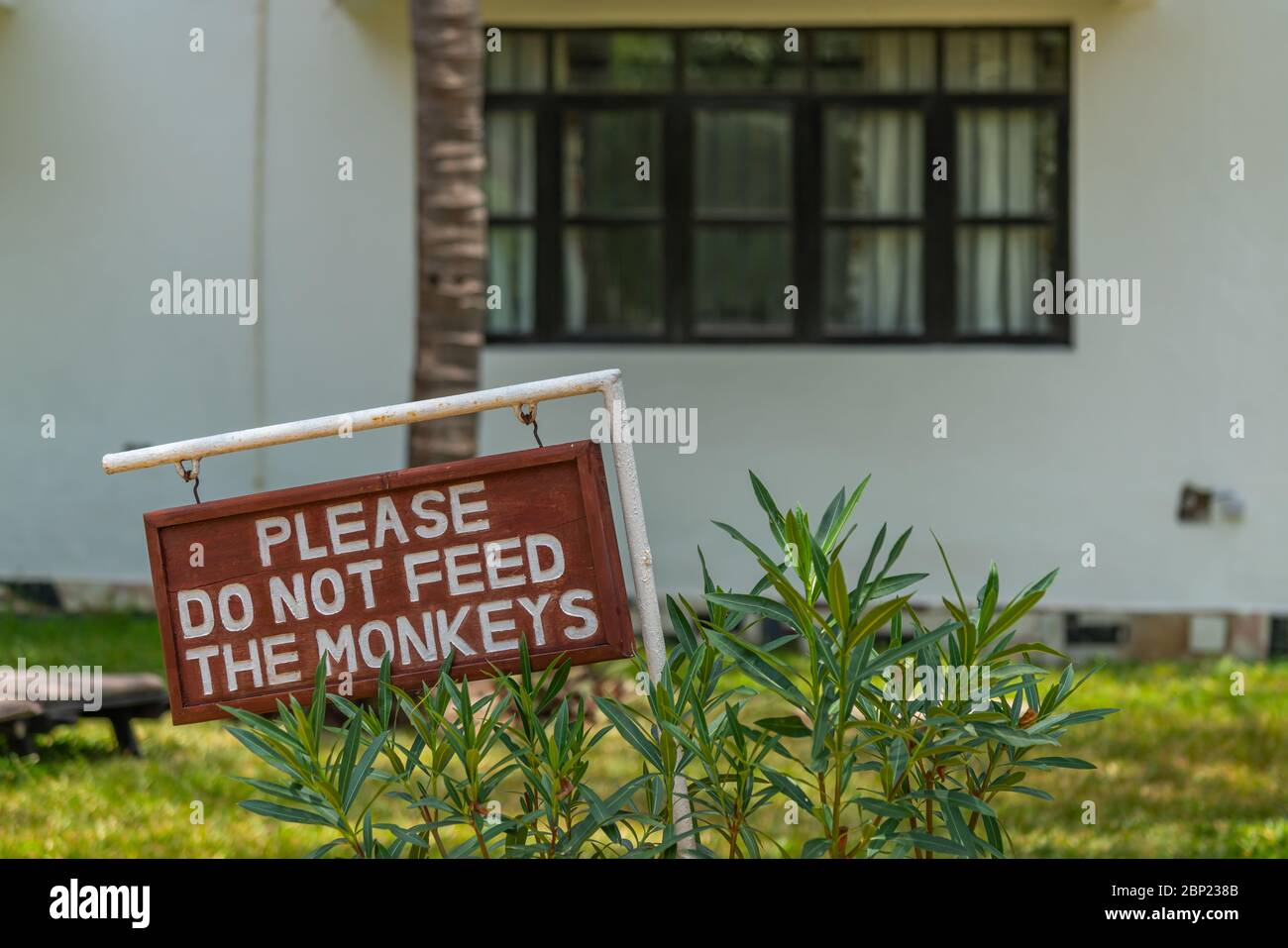 Feed the monkey hi-res stock photography and images - Alamy