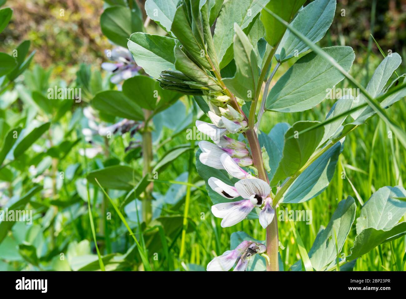 Flower of Vicia faba, or broad bean, fava bean, or faba bean, is a ...