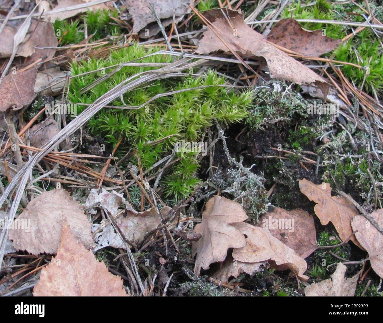 Forest Floor Texture Moss High Resolution Stock Photography and Images ...