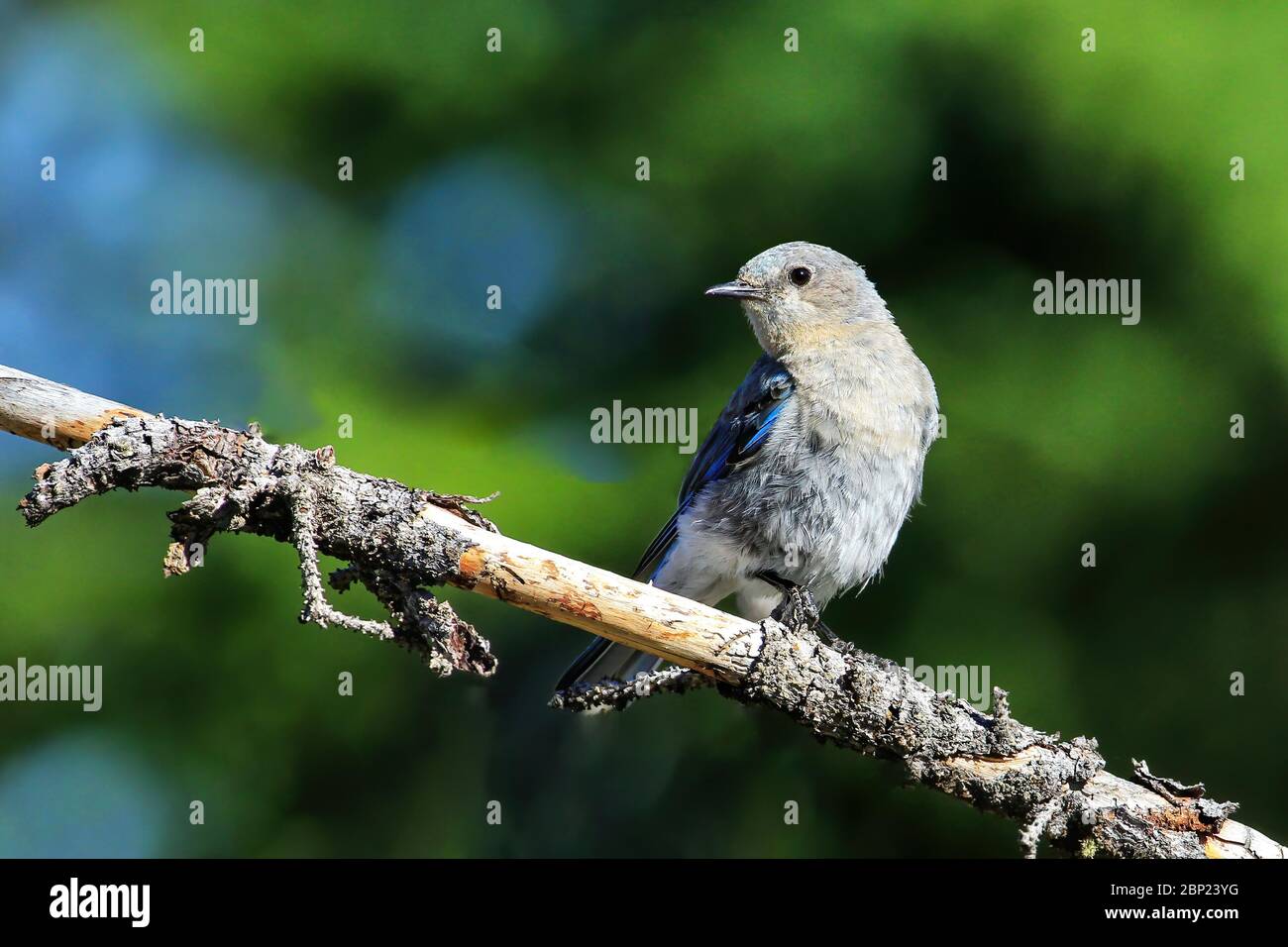 Female mountain bluebird (Sialia currucoides) sitting on a stick Stock ...