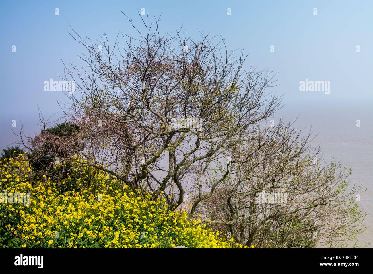 Landscape with tree and flowers at the seaside of Mount Luojia ...