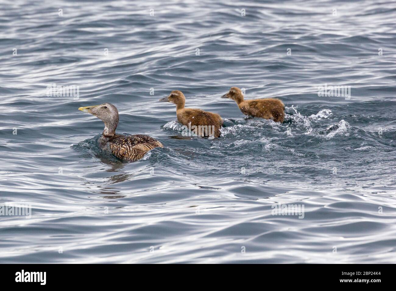 Sea duck seahouses hi-res stock photography and images - Alamy