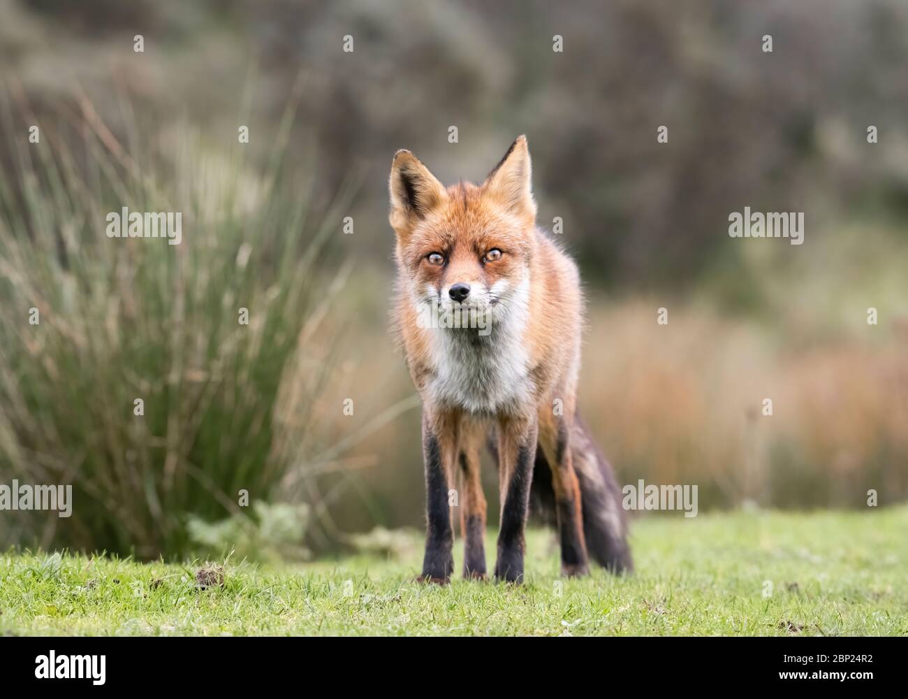 Red fox holland hi-res stock photography and images - Alamy