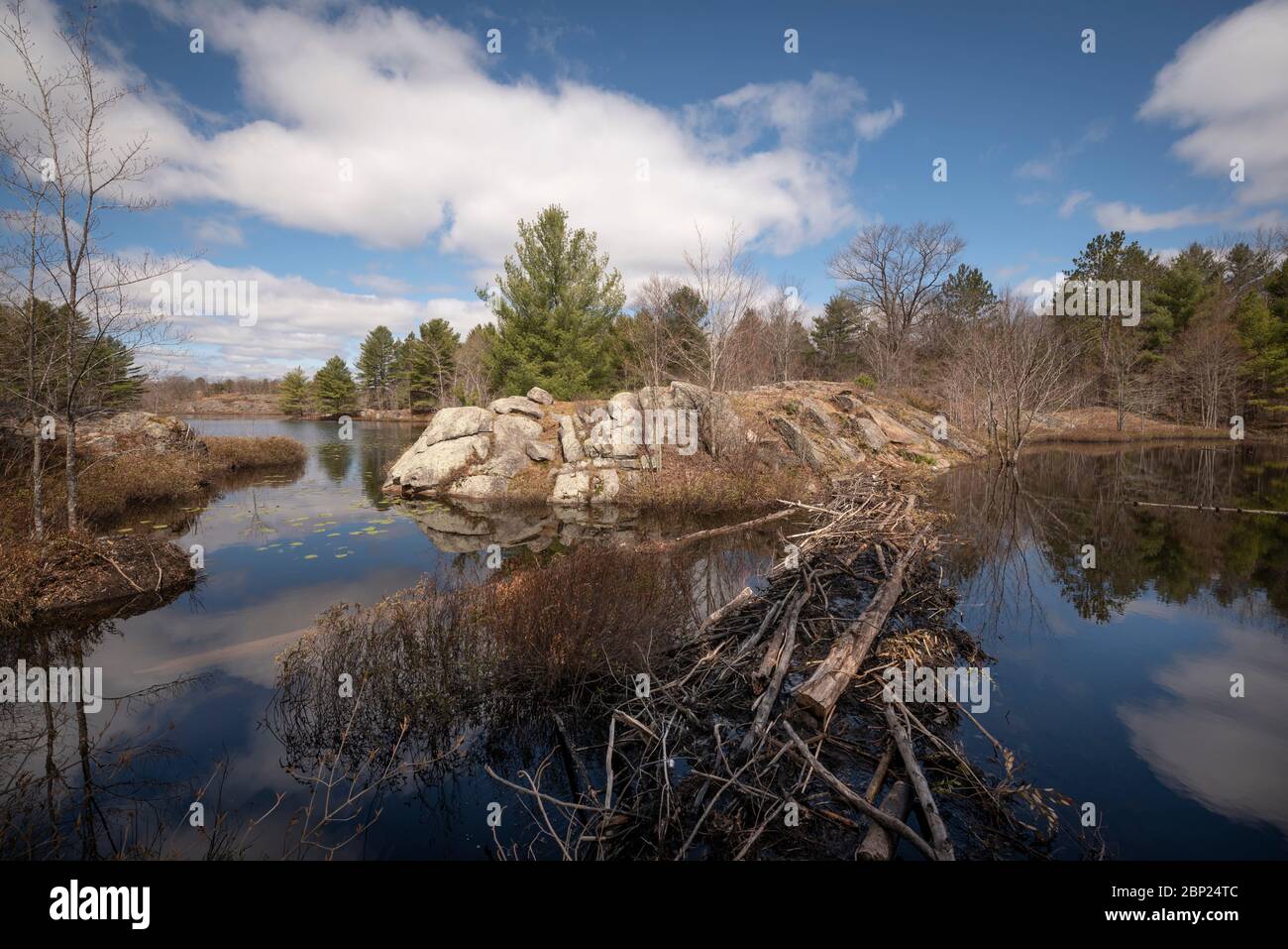 A beaver dam in springtime in southern Ontario with beaver pond to the ...