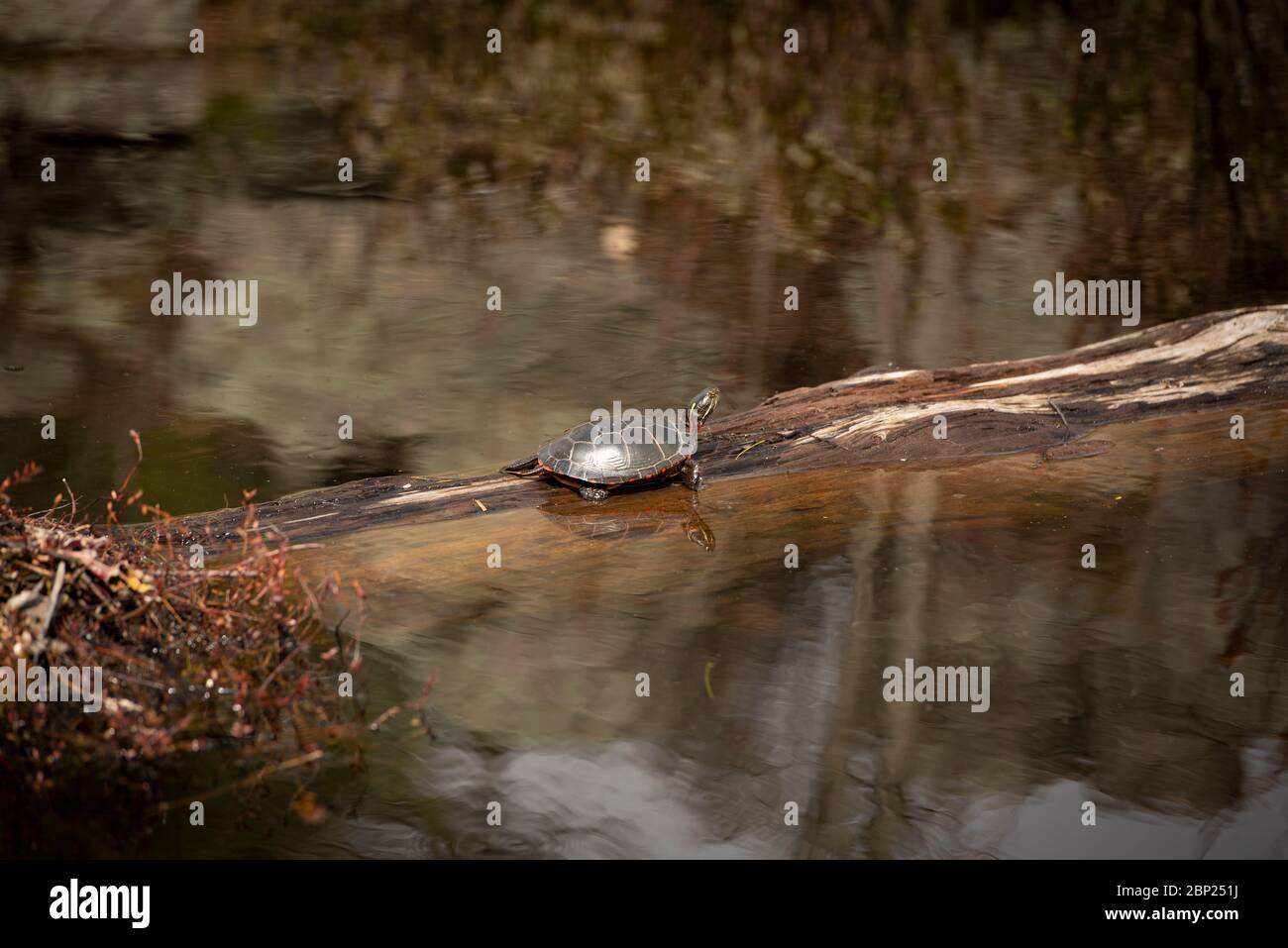 Partially Submerged Log High Resolution Stock Photography and Images ...
