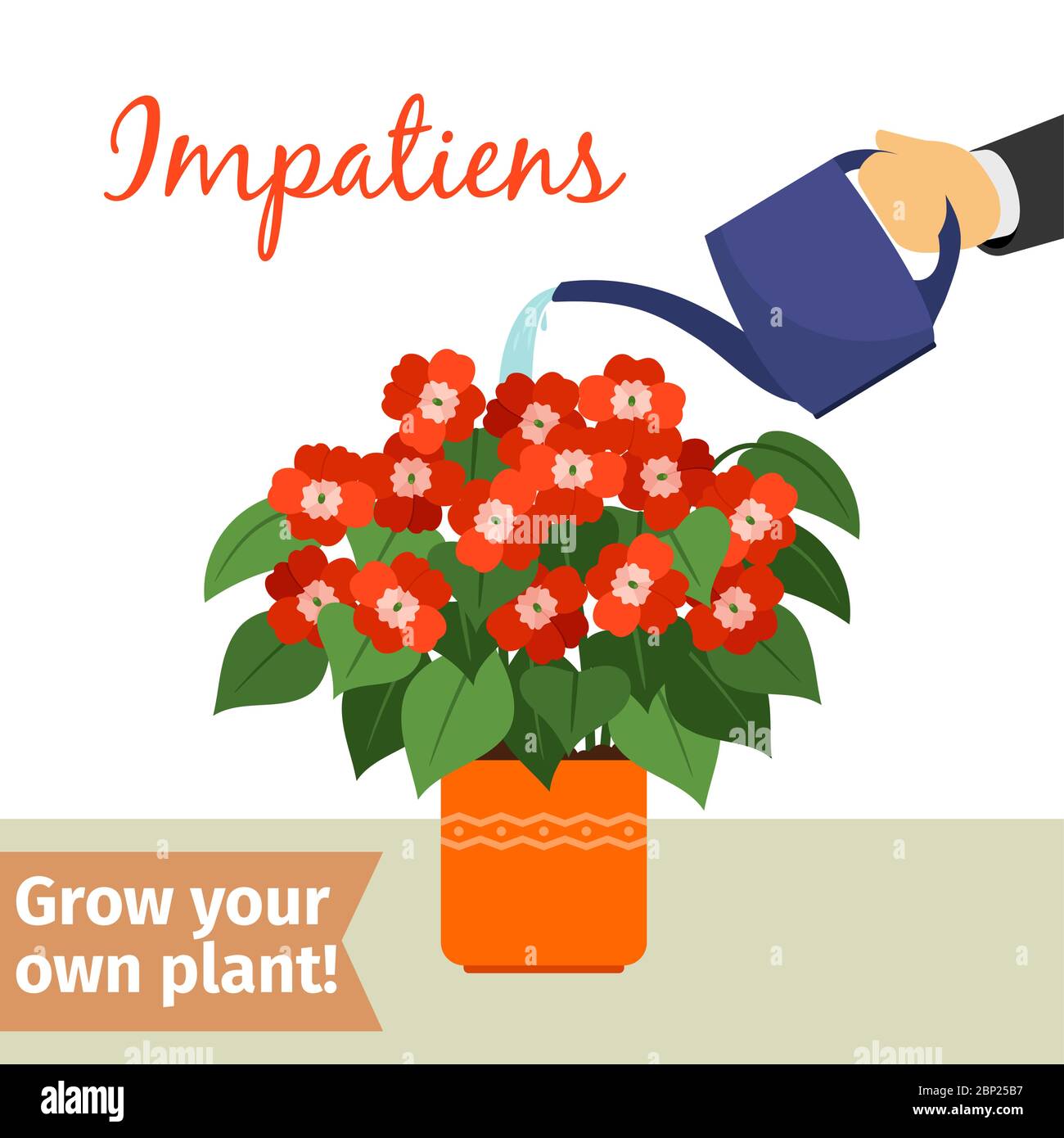 Garden impatiens Stock Vector Images - Alamy