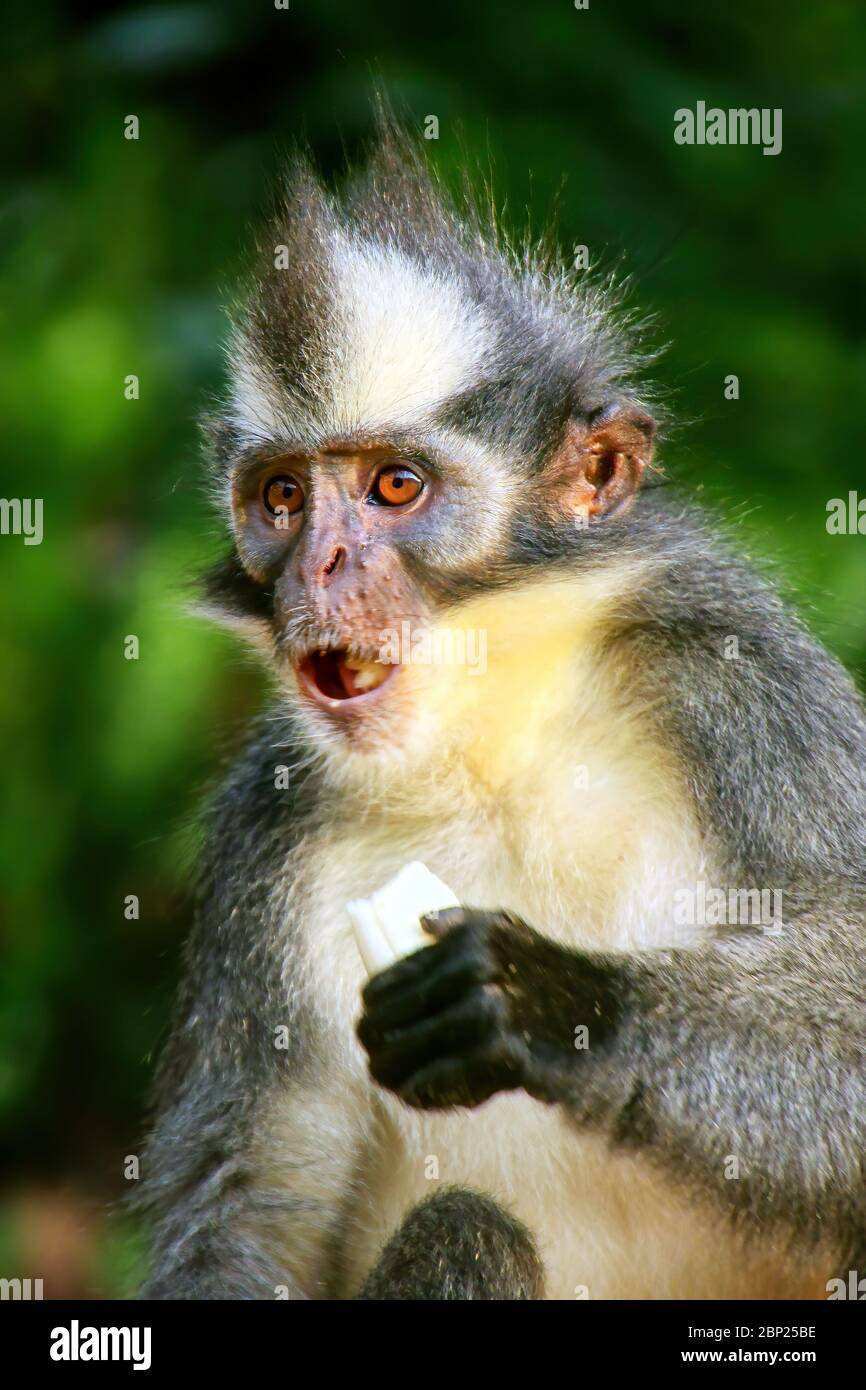 Thomas leaf monkey (Presbytis thomasi) eating banana, Gunung Leuser ...