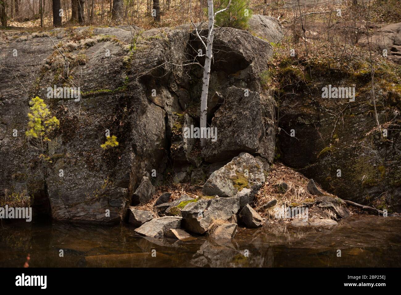 Cleft of a tree hi-res stock photography and images - Alamy