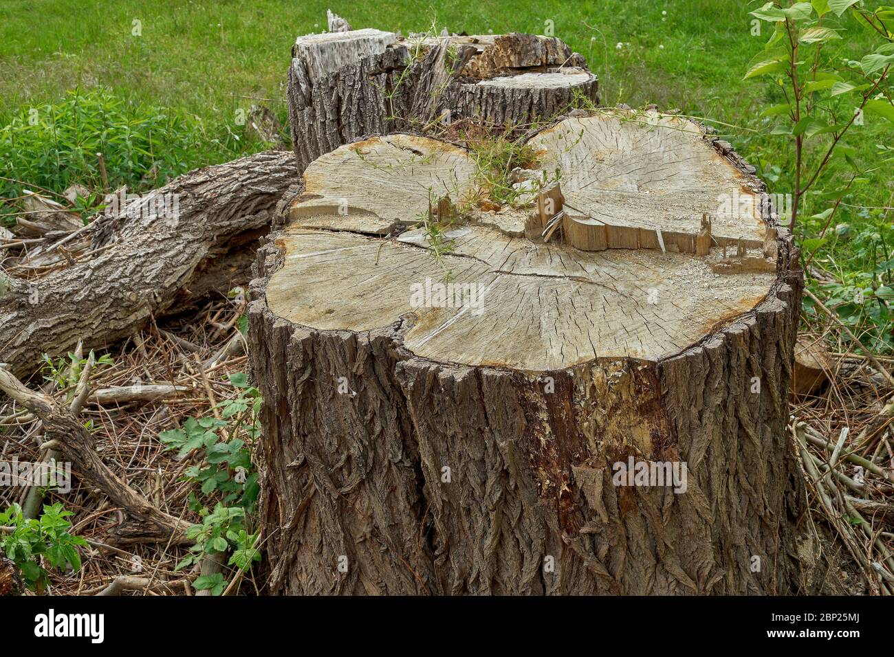 Poplar tree stump in the countryside Stock Photo - Alamy