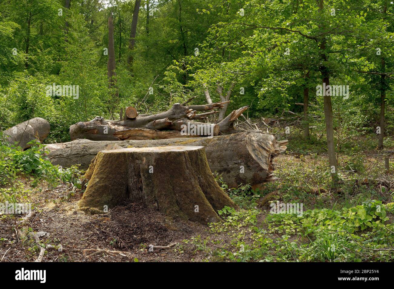A large felled beech. Parts of the tree were rotten Stock Photo - Alamy