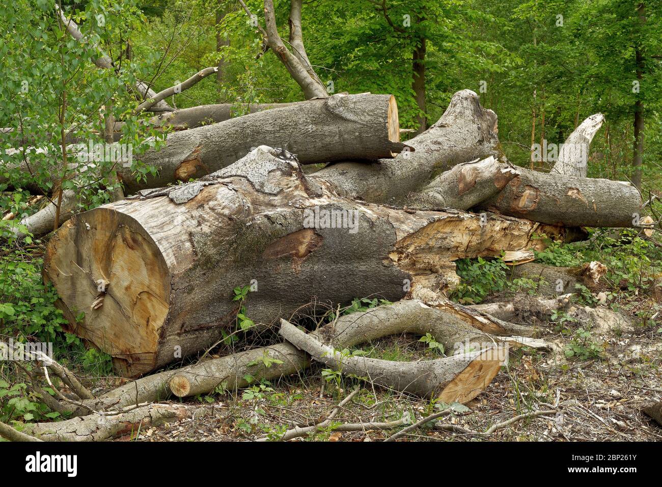 Rotten branch beech hi-res stock photography and images - Alamy