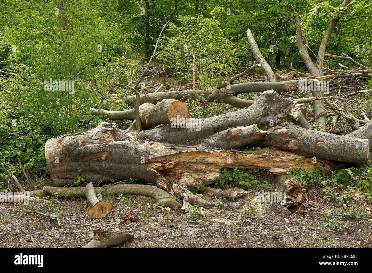 Rotten branch beech hi-res stock photography and images - Alamy