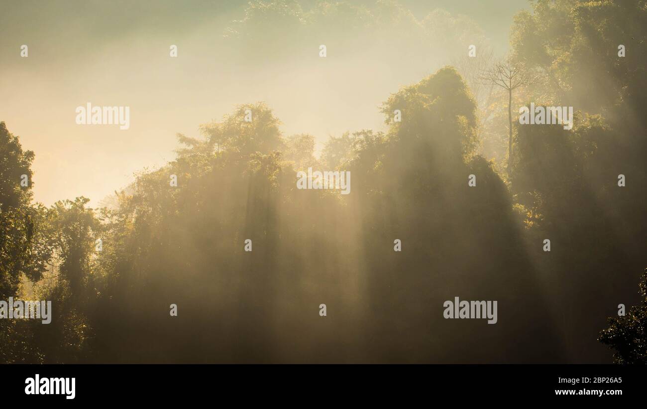 Light filtering through trees hi-res stock photography and images - Alamy