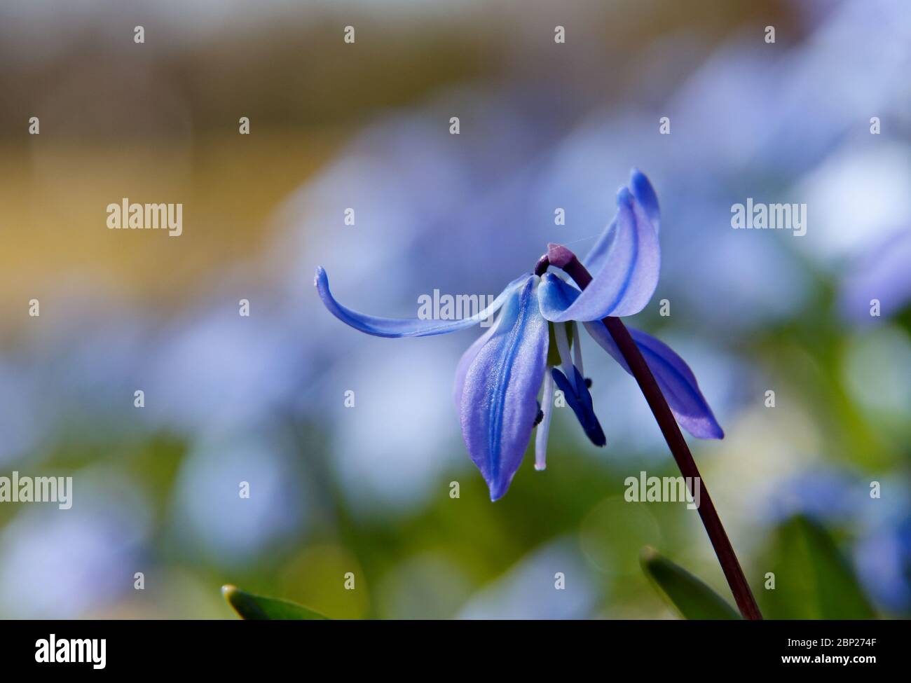 Scilla flower hi-res stock photography and images - Alamy