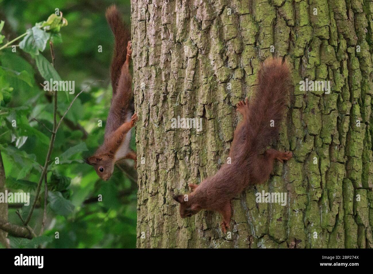 Red squirrels tree hi-res stock photography and images - Alamy