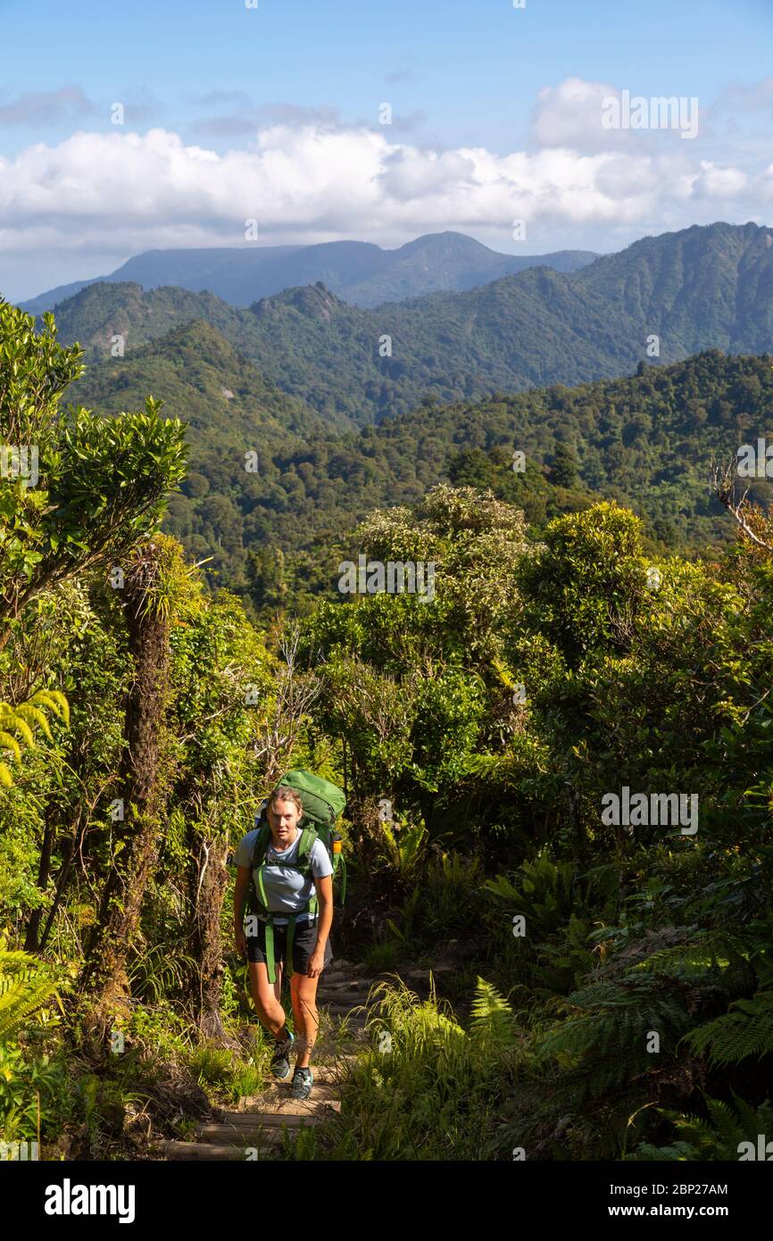 A female hiker on the Tuahu Track near the Te Reretukahia Hut in the ...