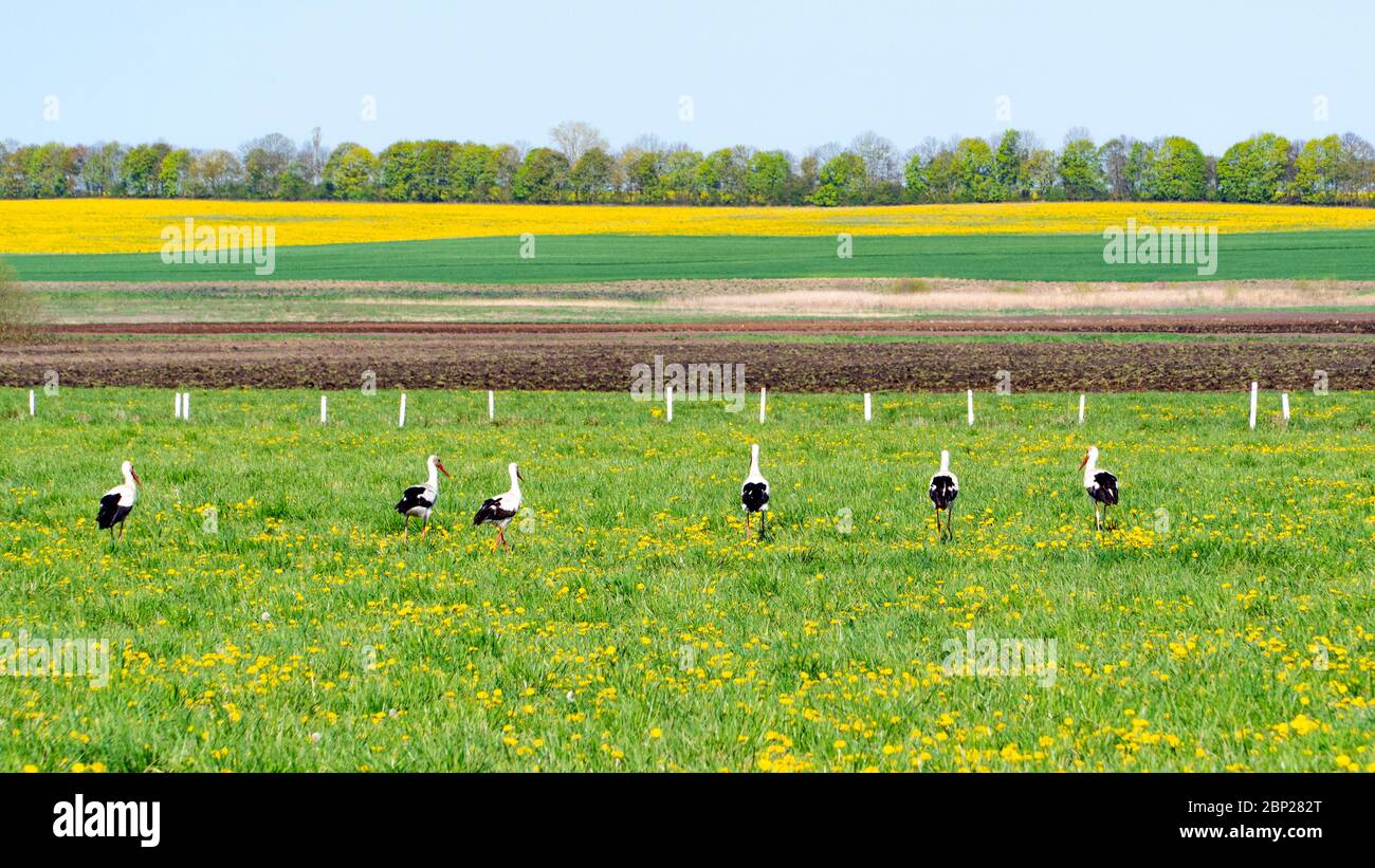 Rice field wild birds europe hi-res stock photography and images - Alamy